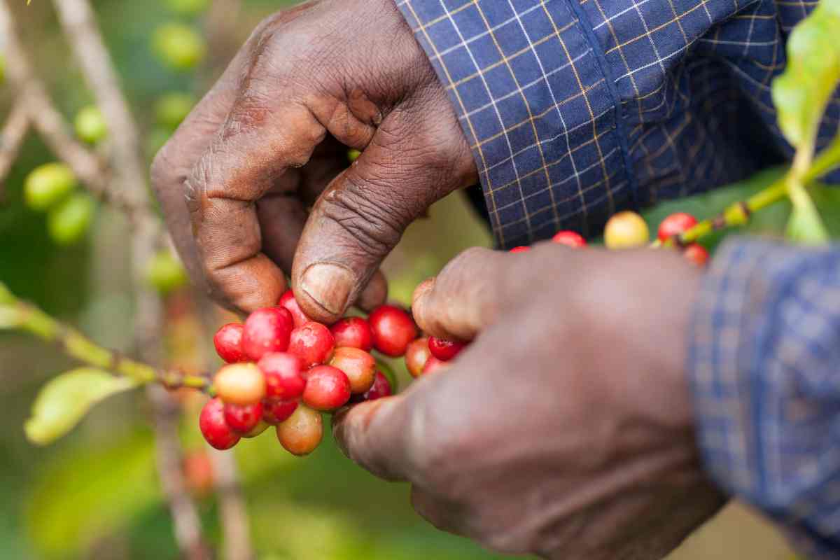 Fair trade jako cesta k udržitelnosti